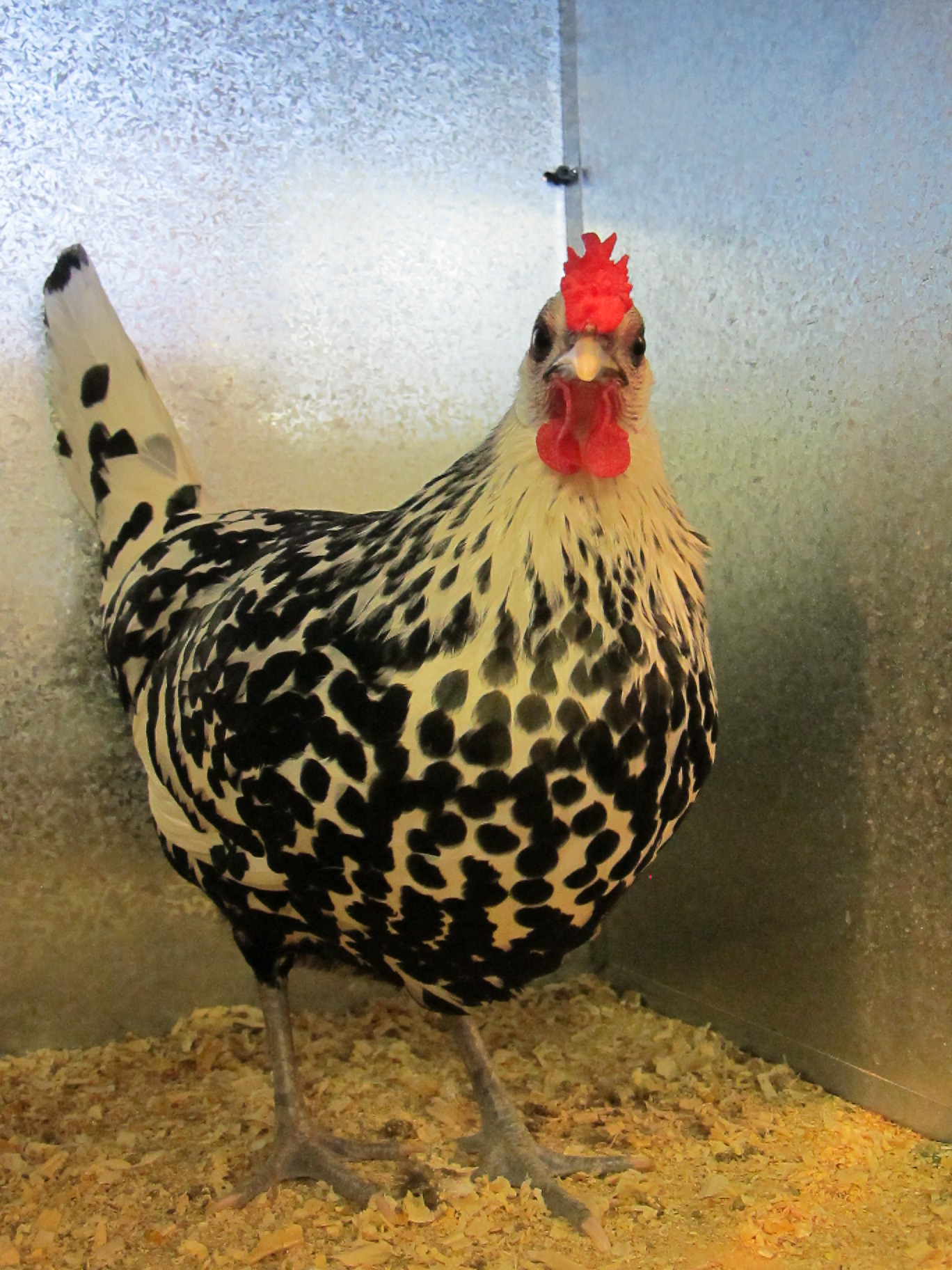 Chooks at the Ekka | Bagni di Lucca and Beyond