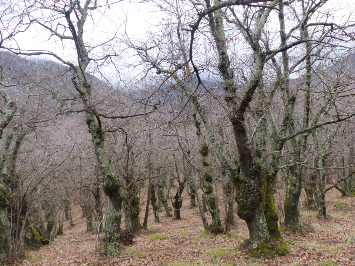 Montefegatesi | Bagni di Lucca and Beyond